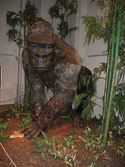 Der wahre Bigfoot: Gigantopithecus wäre für unsere alten Vorfahren ...